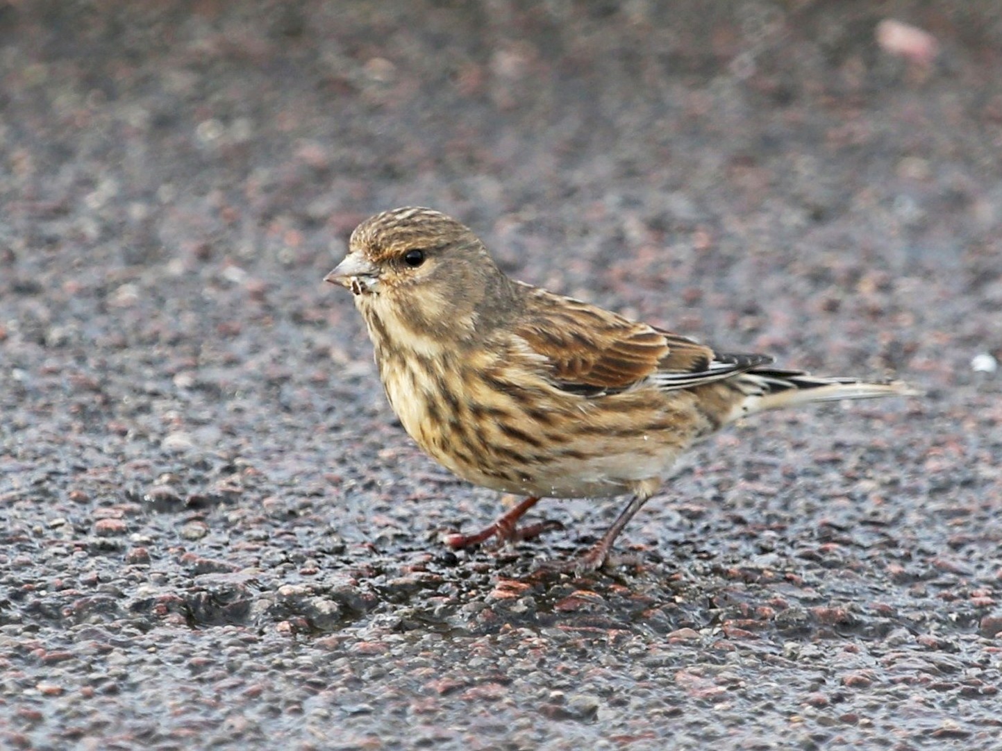 Eurasian Linnet - eBird
