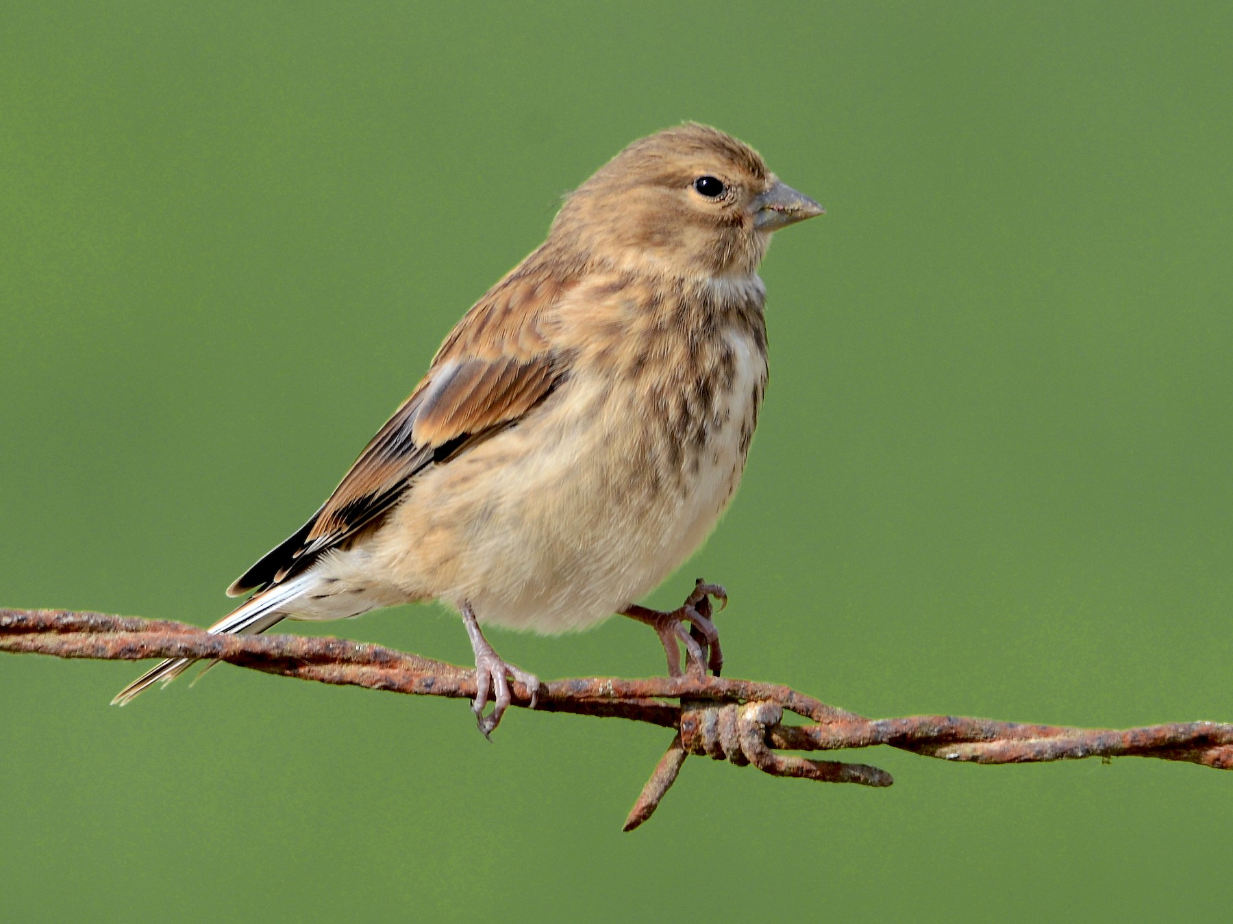 Eurasian Linnet - eBird