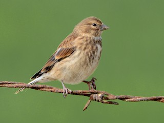 Eurasian Linnet - eBird