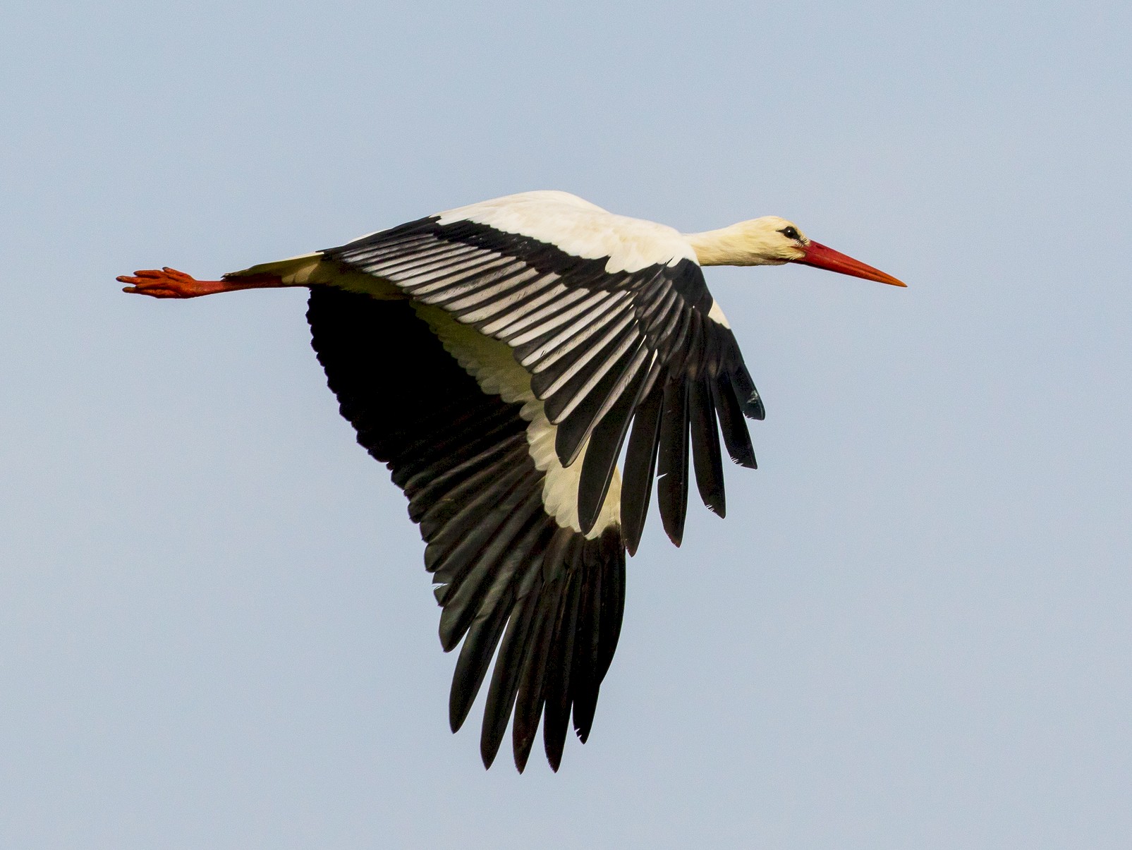 White Stork - eBird
