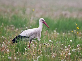 White Stork - eBird