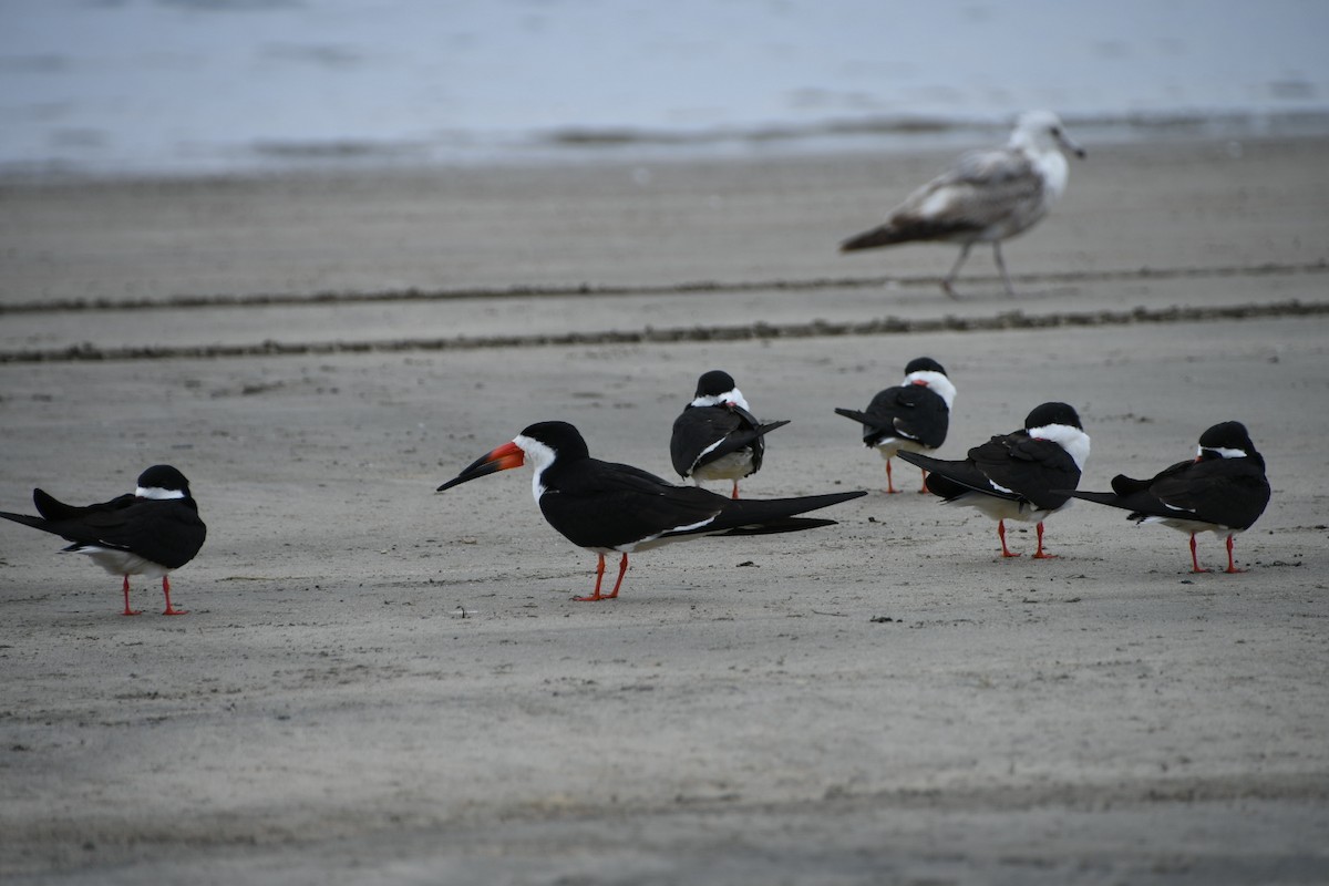 eBird Checklist - 20 May 2022 - Cabrillo Beach Park - 20 species