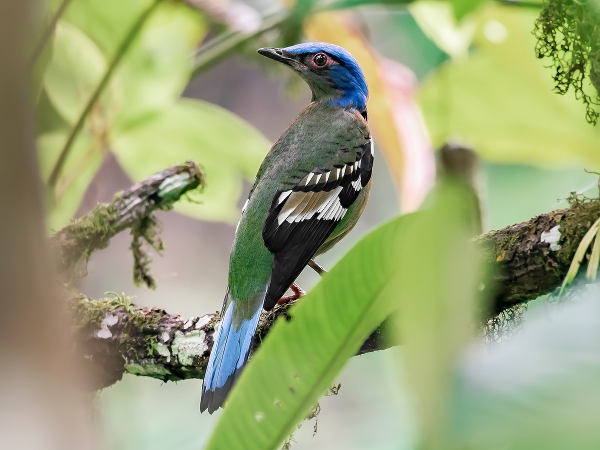 Green Cochoa - Cochoa viridis - Birds of the World