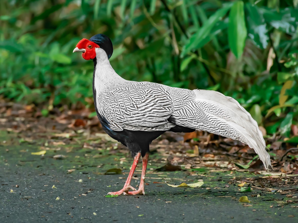 Silver Pheasant - Lophura nycthemera - Birds of the World