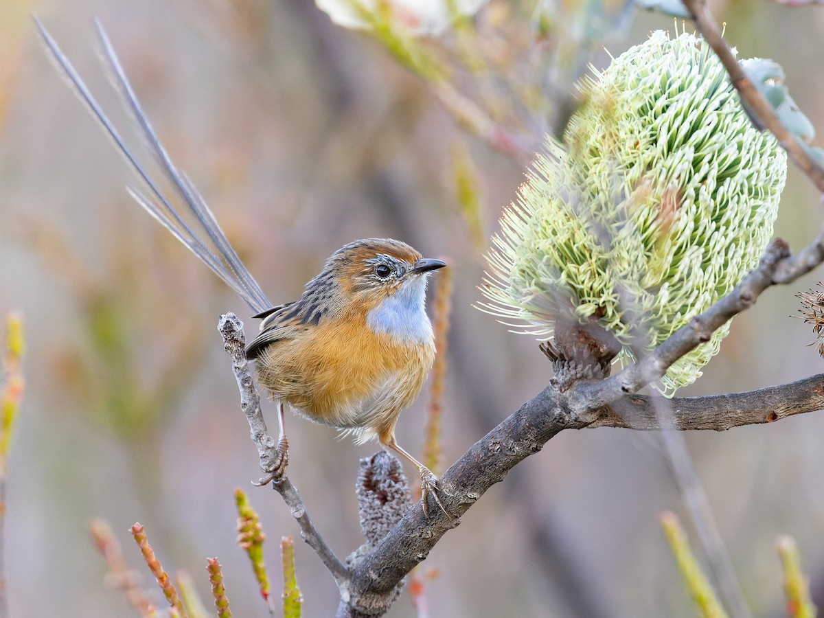 Southern Emuwren - Stipiturus malachurus - Birds of the World