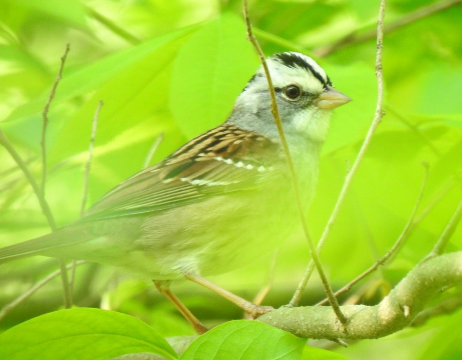 White-crowned x White-throated Sparrow (hybrid) - eBird