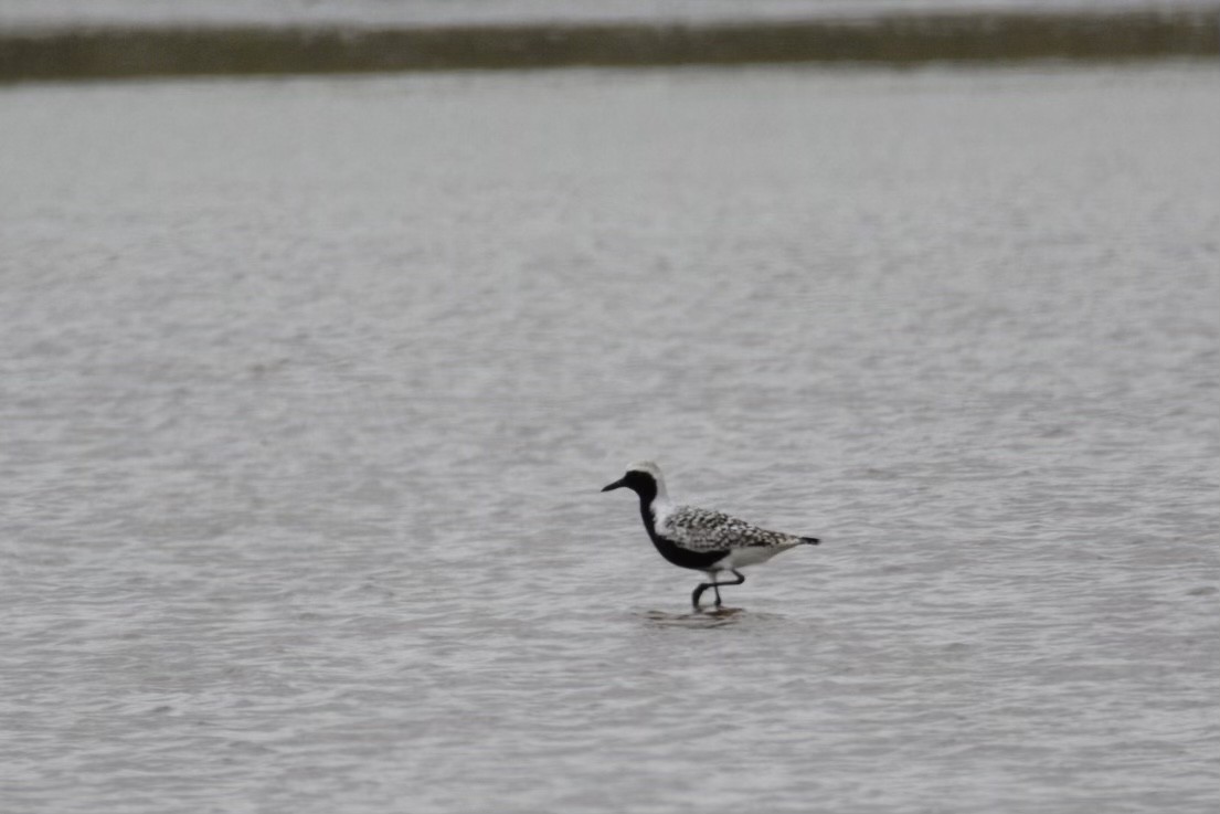 eBird Checklist - 15 May 2022 - Swanson Lakes WA--WDFW Hotspot Location ...