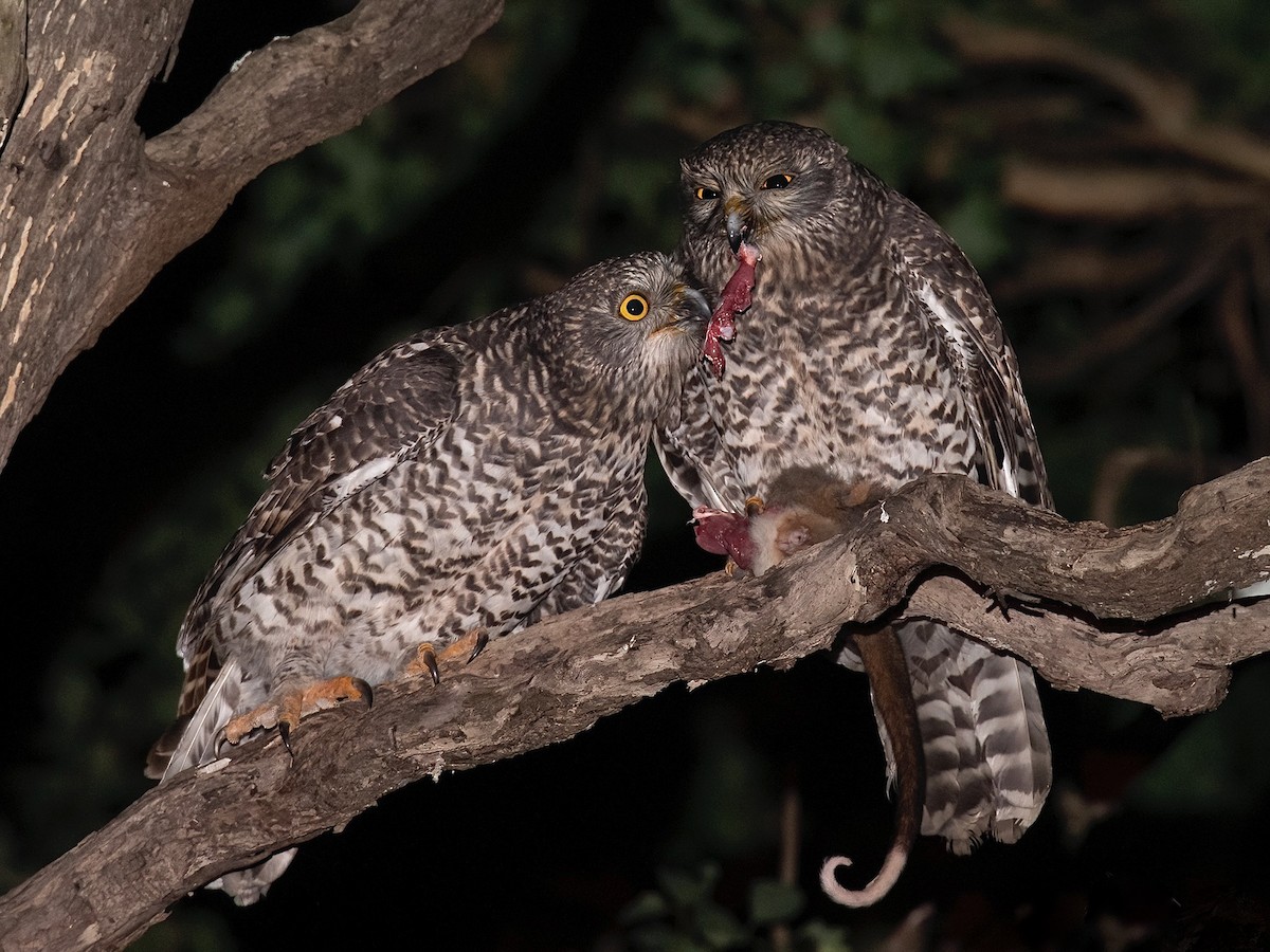 Powerful Owl - Ninox strenua - Birds of the World
