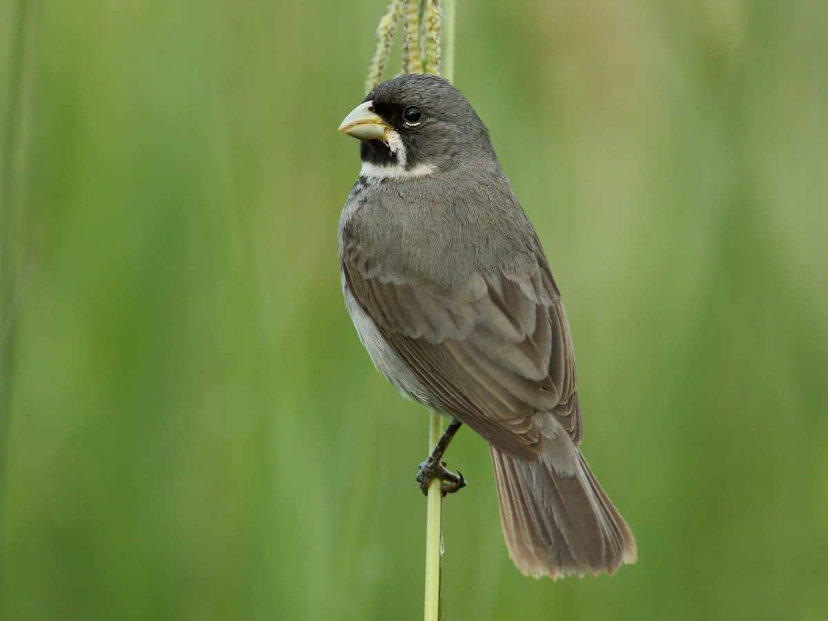 Double-collared Seedeater - Sporophila caerulescens - Birds of the World