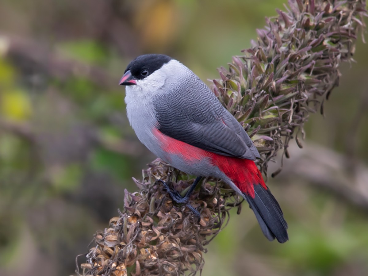 Black-headed Waxbill (Estrilda nonnula): The upper part is much lighter ...