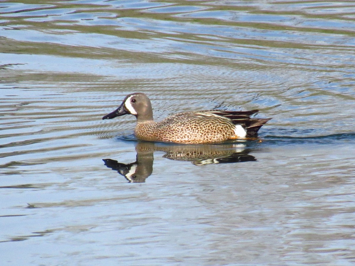 eBird Checklist - 21 May 2022 - Calgary--Carburn Park - 49 species