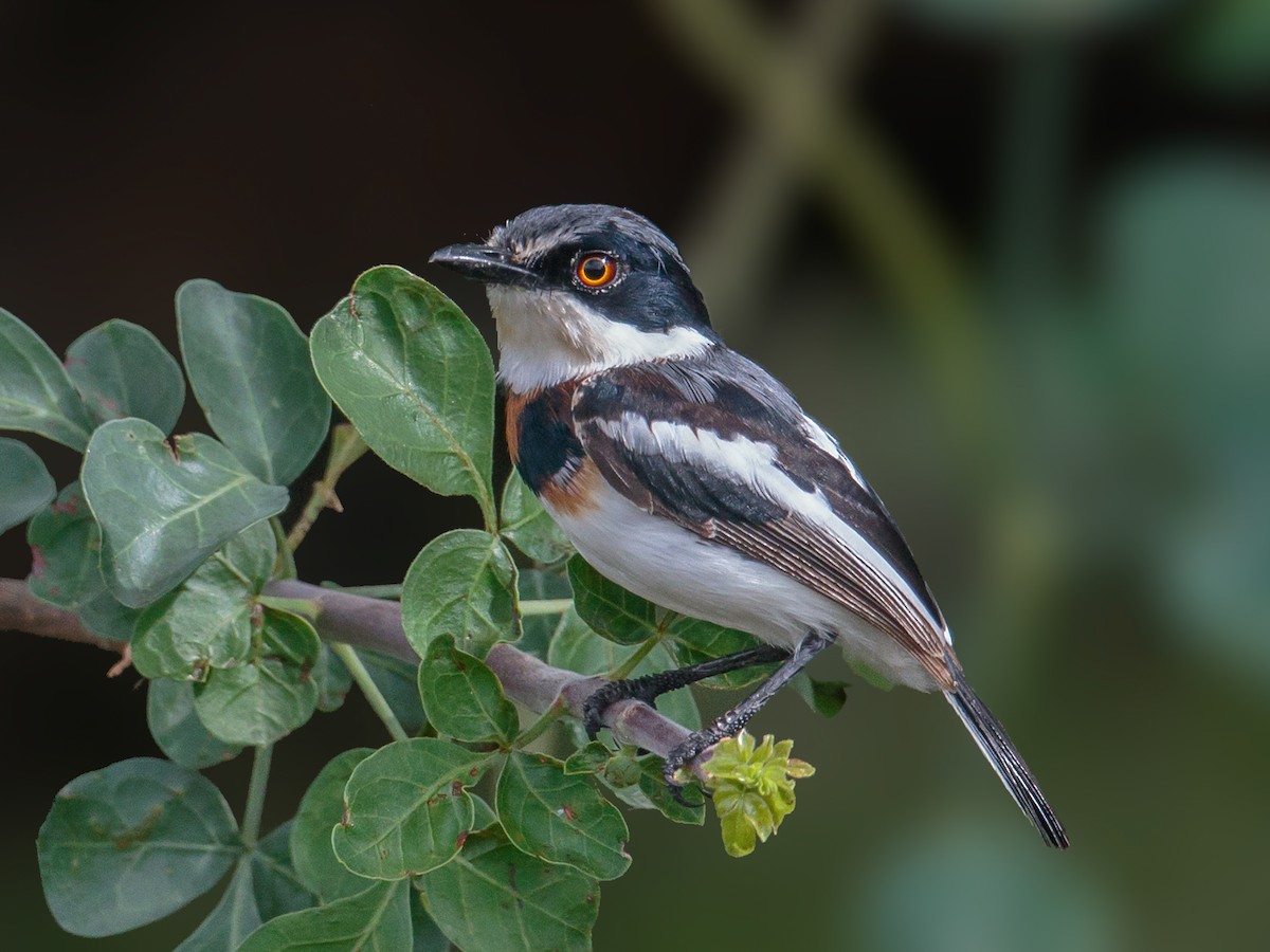 Pygmy Batis - Batis perkeo - Birds of the World