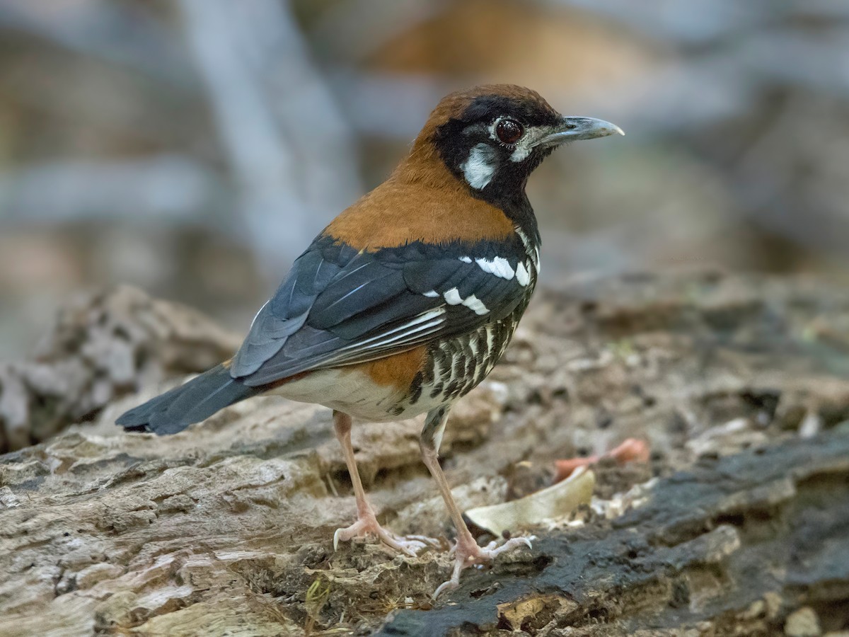 Rusty-backed Thrush - Geokichla erythronota - Birds of the World