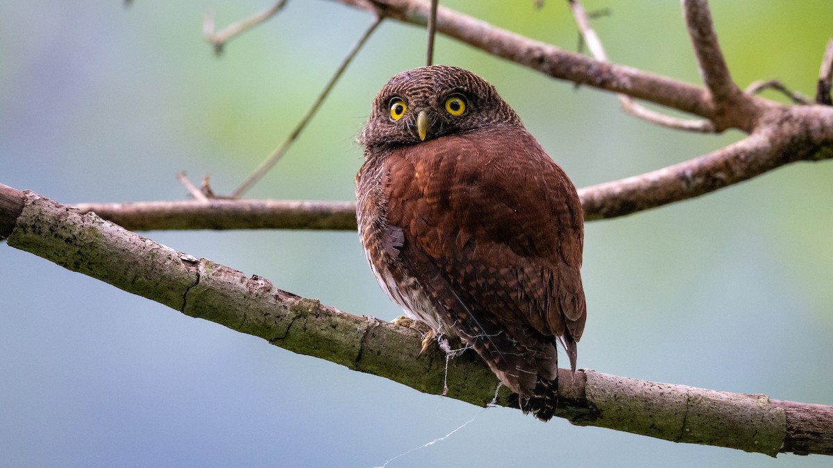 ML451600601 - Chestnut-backed Owlet - Macaulay Library
