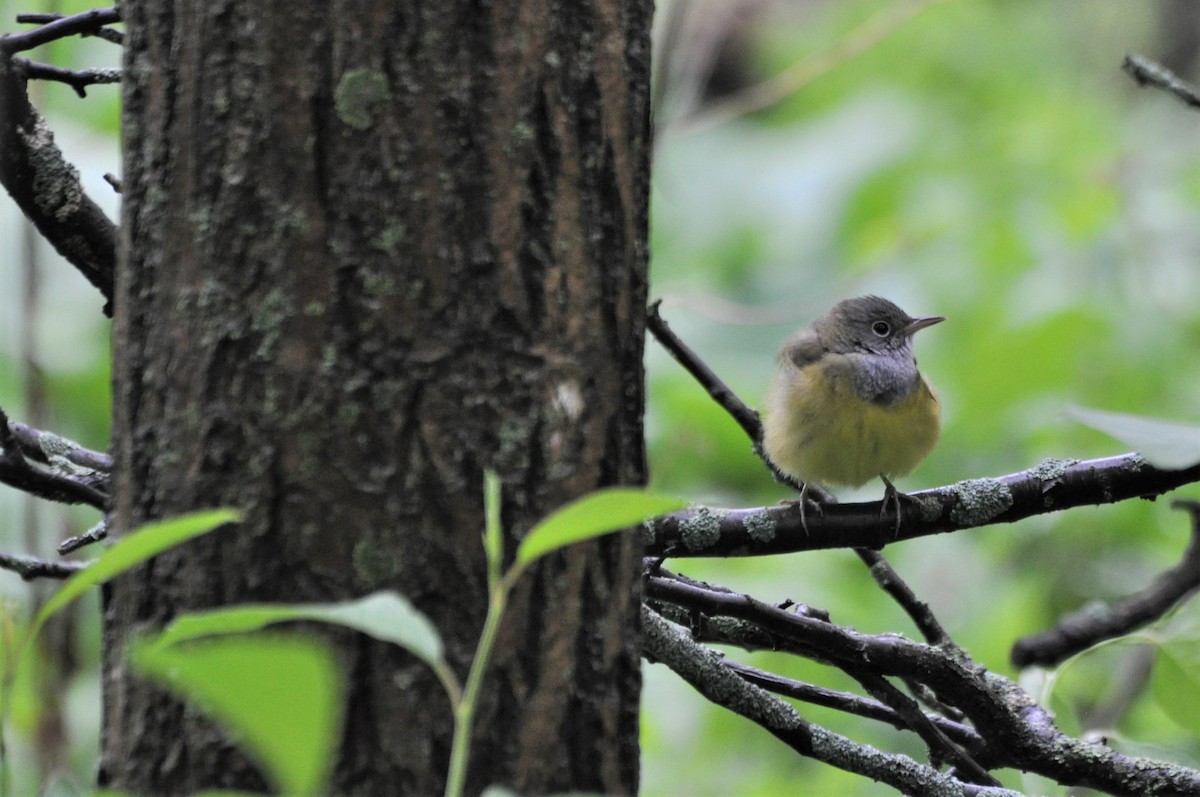 eBird Checklist - 21 May 2022 - Montrose Point Bird Sanctuary, Lincoln ...