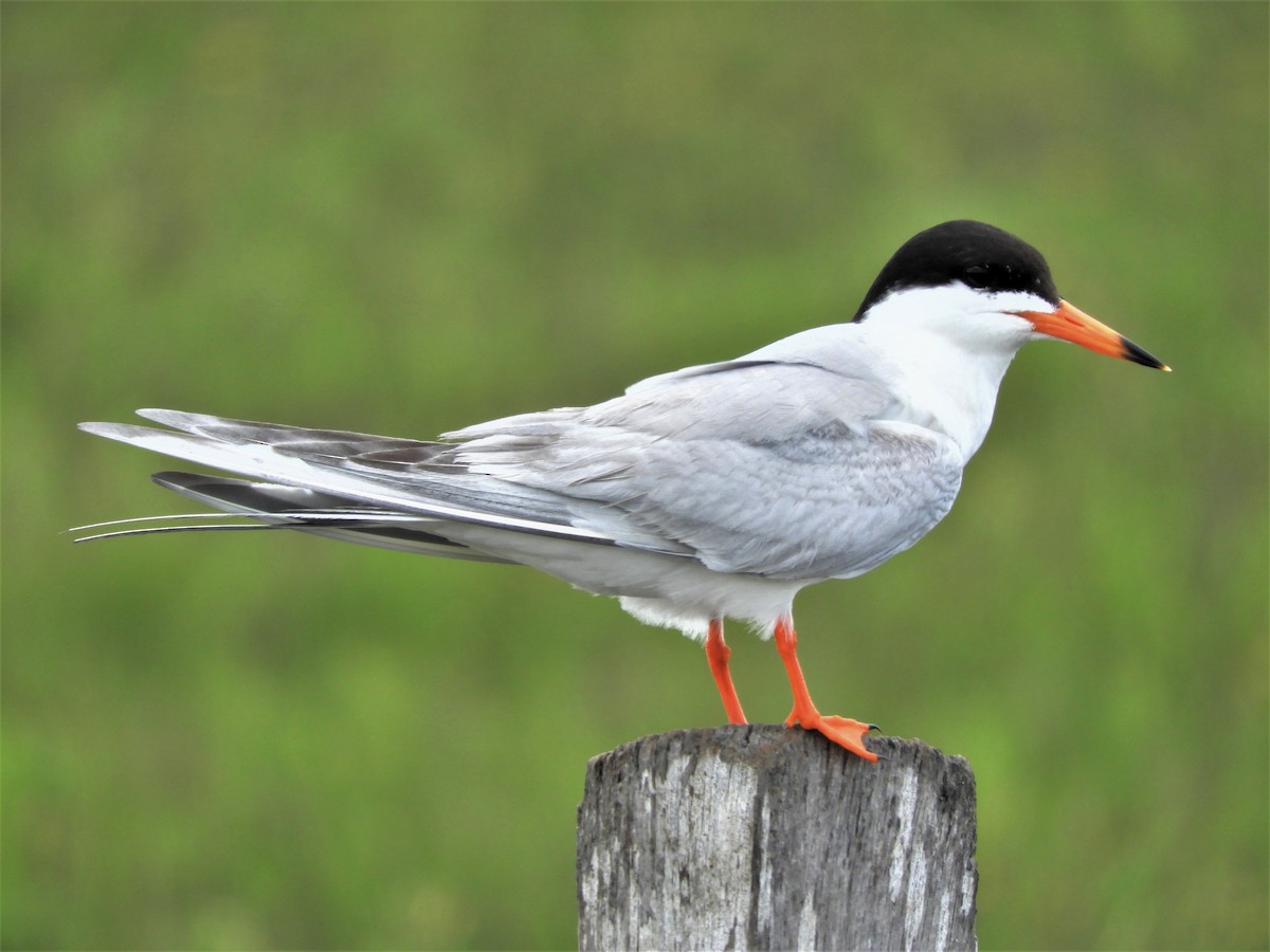 eBird Checklist - 27 May 2021 - Galveston--Settegast Rd. (UTC 067) - 2 ...