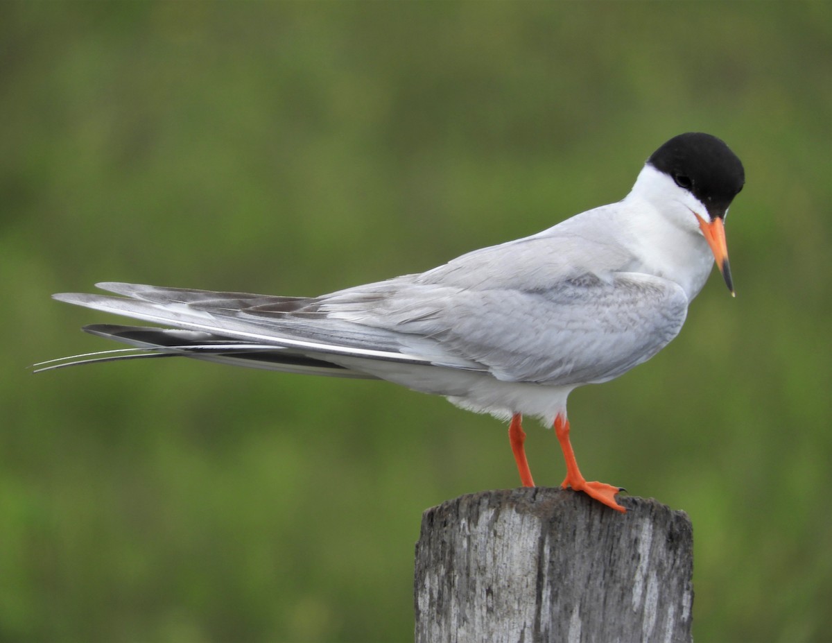 ML451683661 - Forster's Tern - Macaulay Library