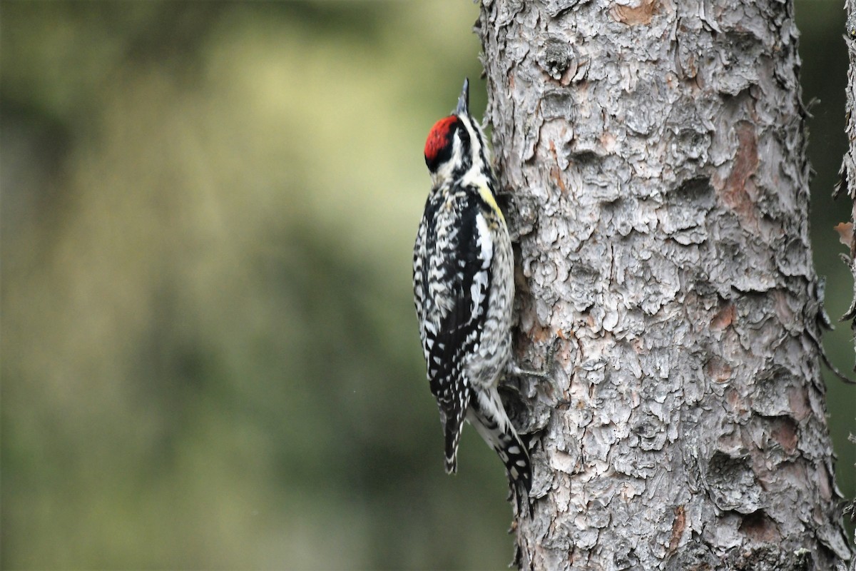 eBird Checklist - 21 May 2022 - County Hwy Cc, Hunter, Glover Lake - 29 ...