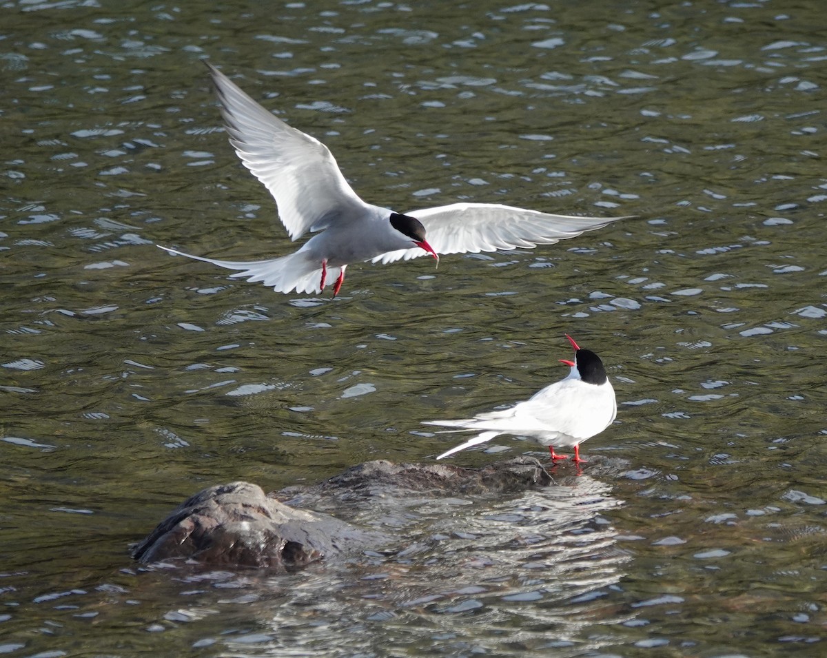 eBird Checklist - 21 May 2022 - Cooper Landing Boat Launch - 10 species