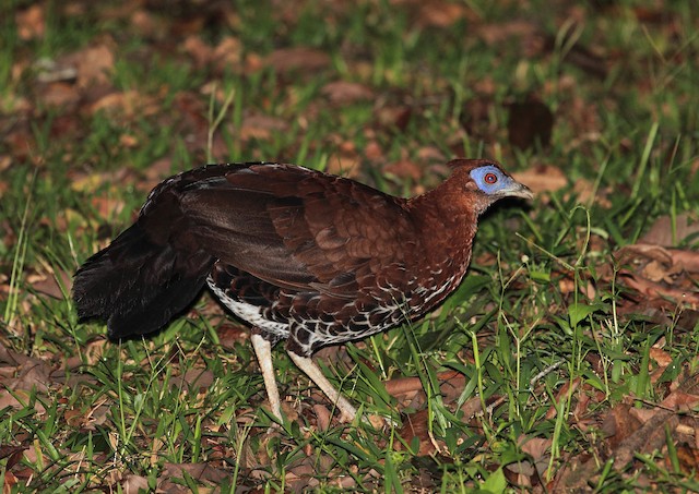 Photos - Bornean Crestless Fireback - Lophura pyronota - Birds of the World