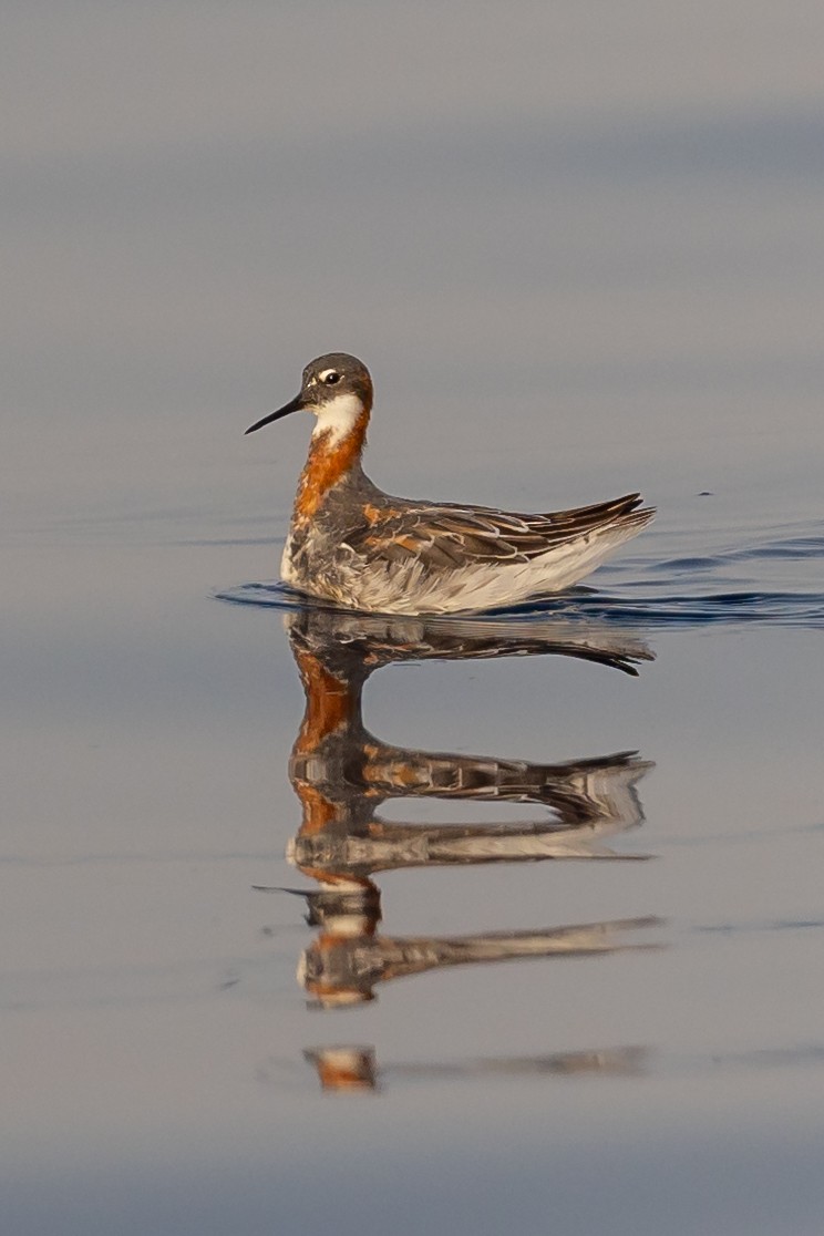 eBird Checklist - 21 May 2022 - Khor Kalba Pelagic - 7 species (+1 ...
