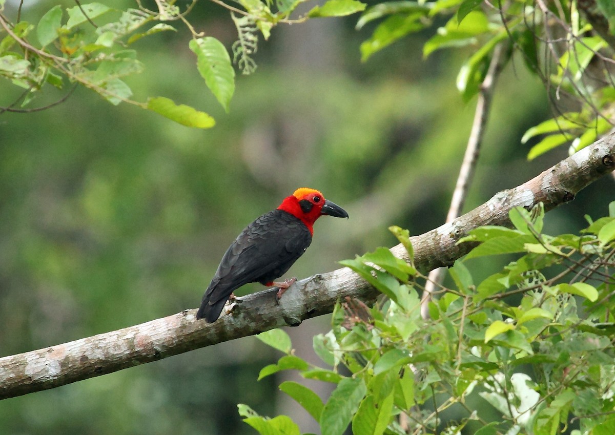 Bornean Bristlehead - Pityriasis gymnocephala - Birds of the World