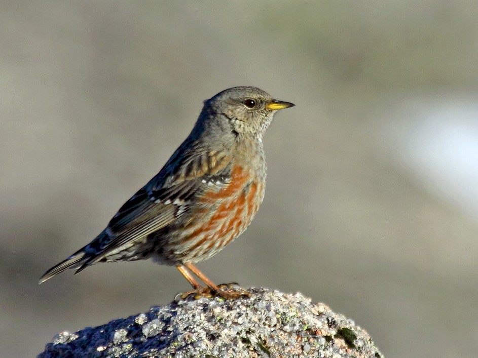 Alpine Accentor - eBird