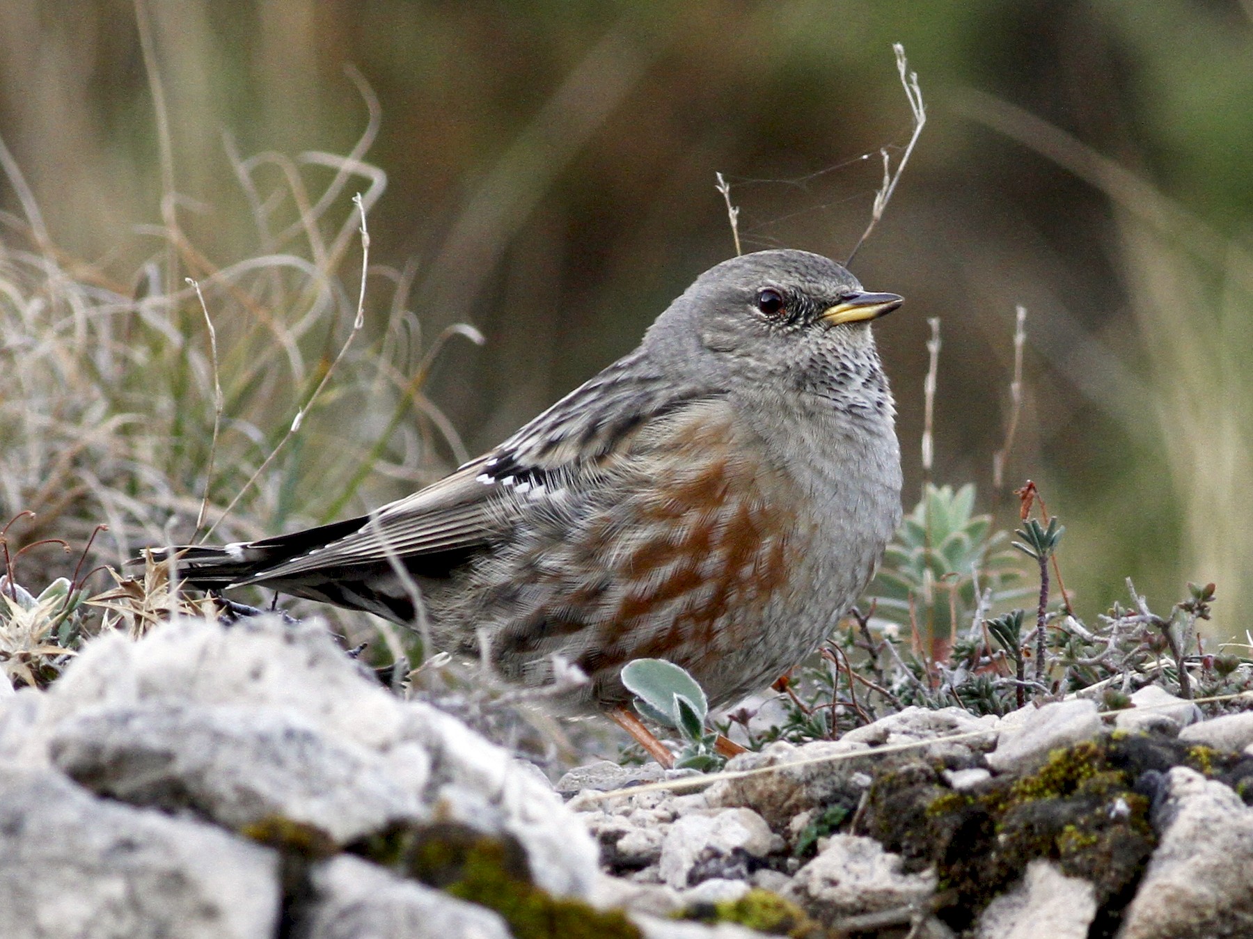 Alpine Accentor - eBird