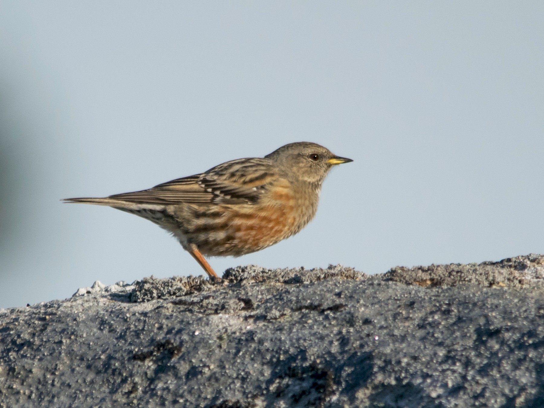 Alpine Accentor - eBird