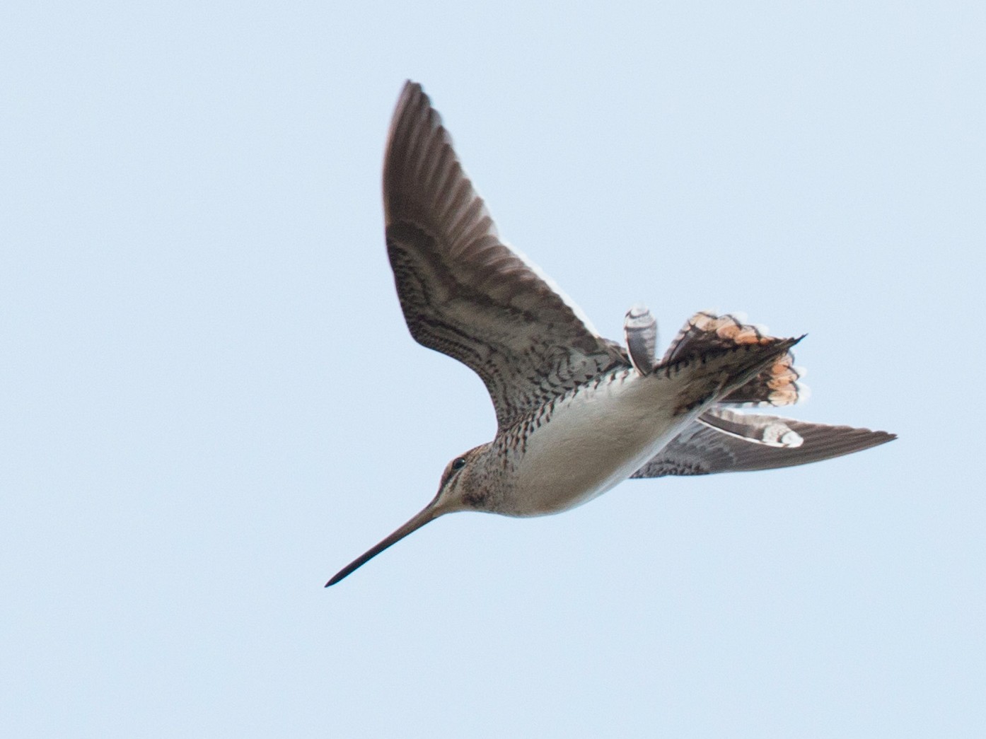 Common Snipe - eBird