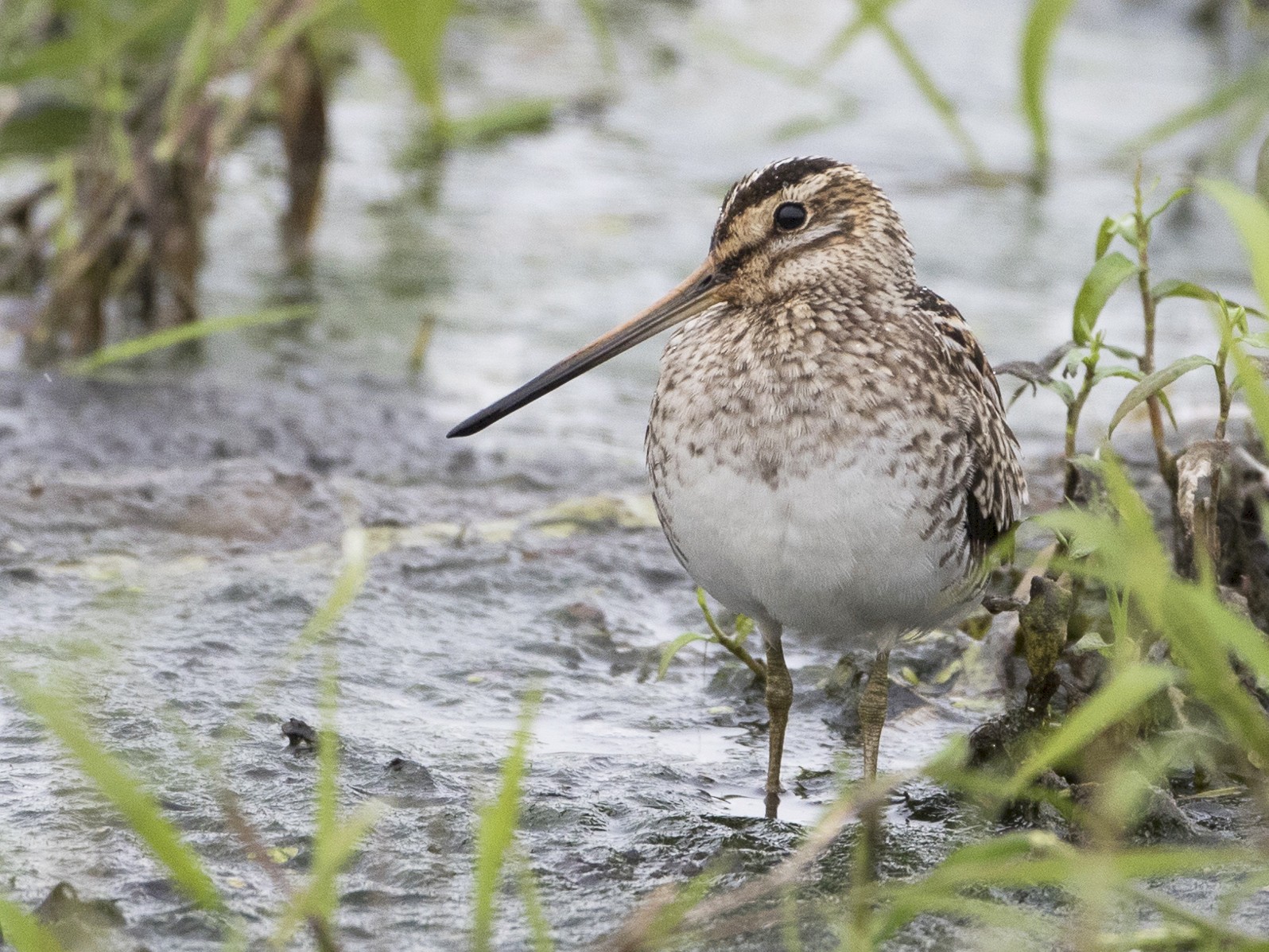 Common Snipe - eBird