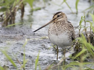 Common Snipe - eBird