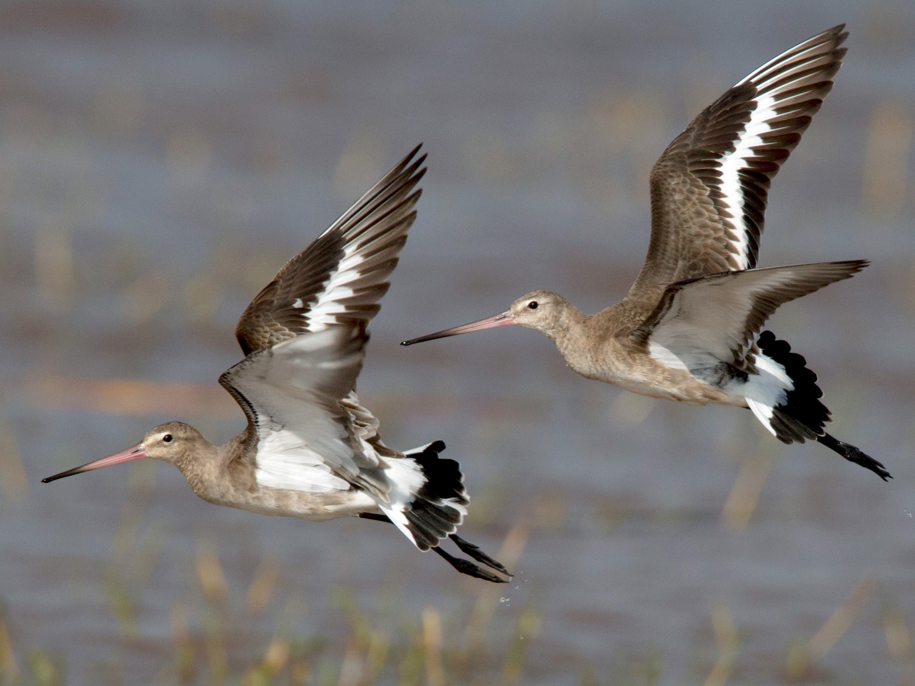 Black-tailed Godwit - eBird
