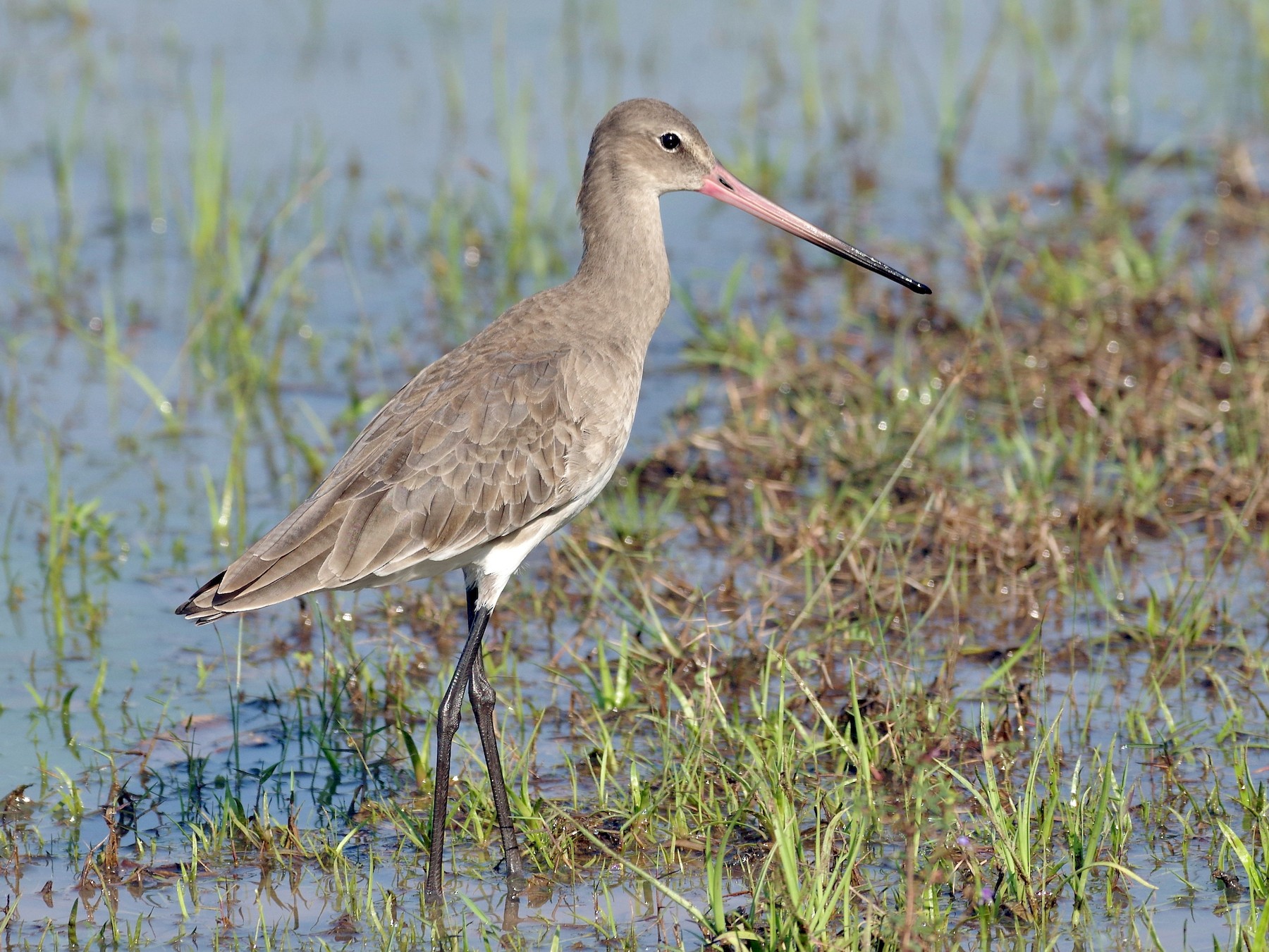 Black-tailed Godwit - eBird