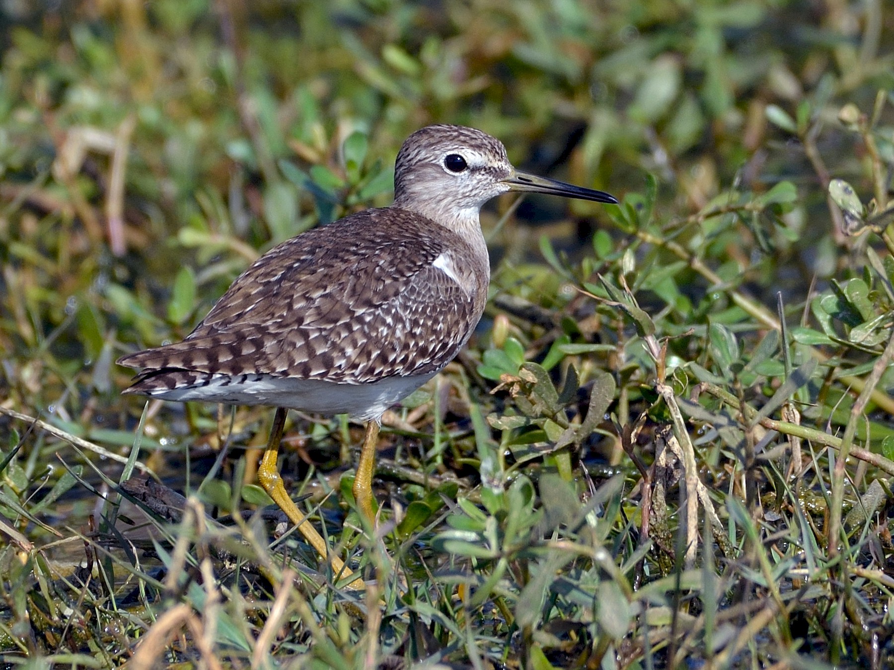 Wood Sandpiper - eBird