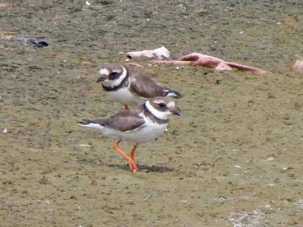 Common Ringed Plover - eBird