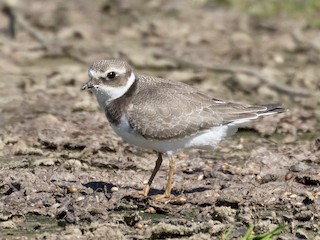 Common Ringed Plover - eBird