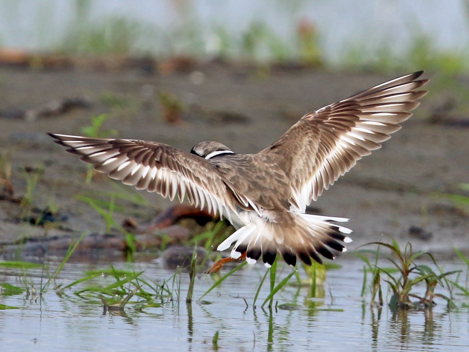 Common Ringed Plover - eBird