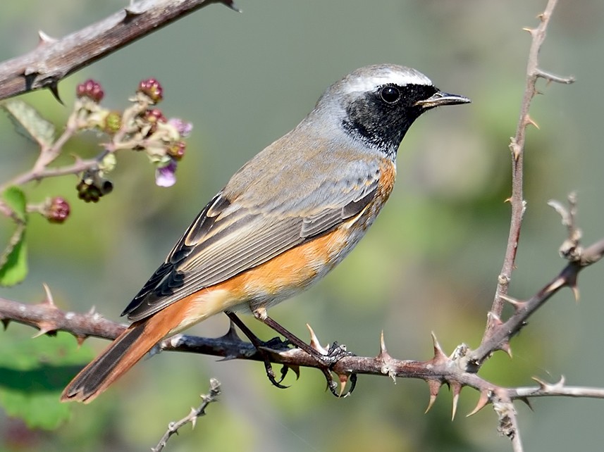 Common Redstart - eBird