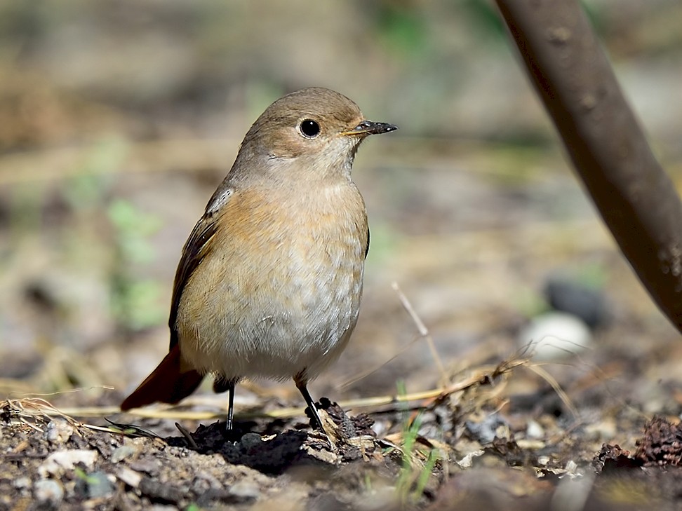 Common Redstart - eBird