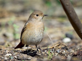 Common Redstart - eBird