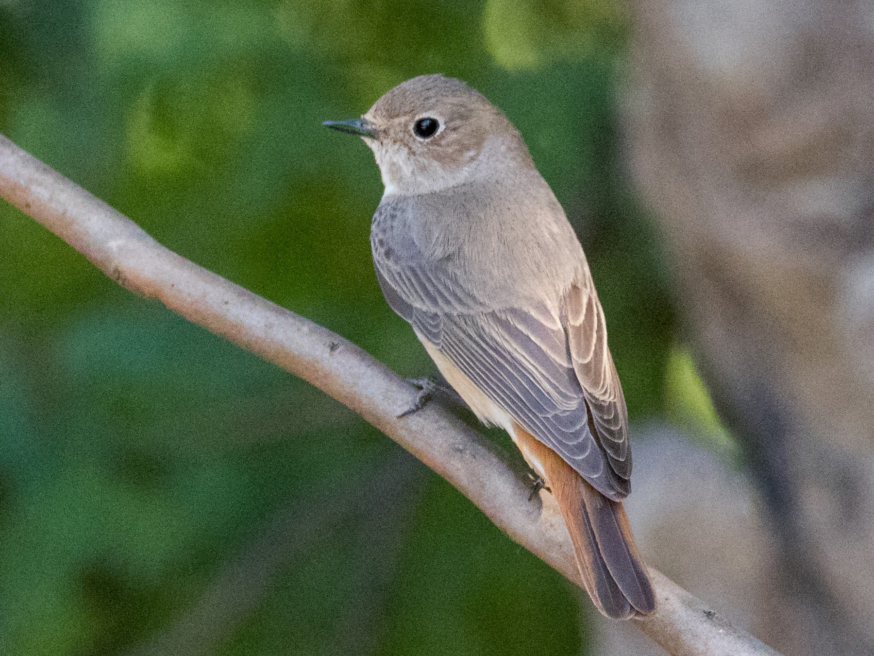 Common Redstart - eBird