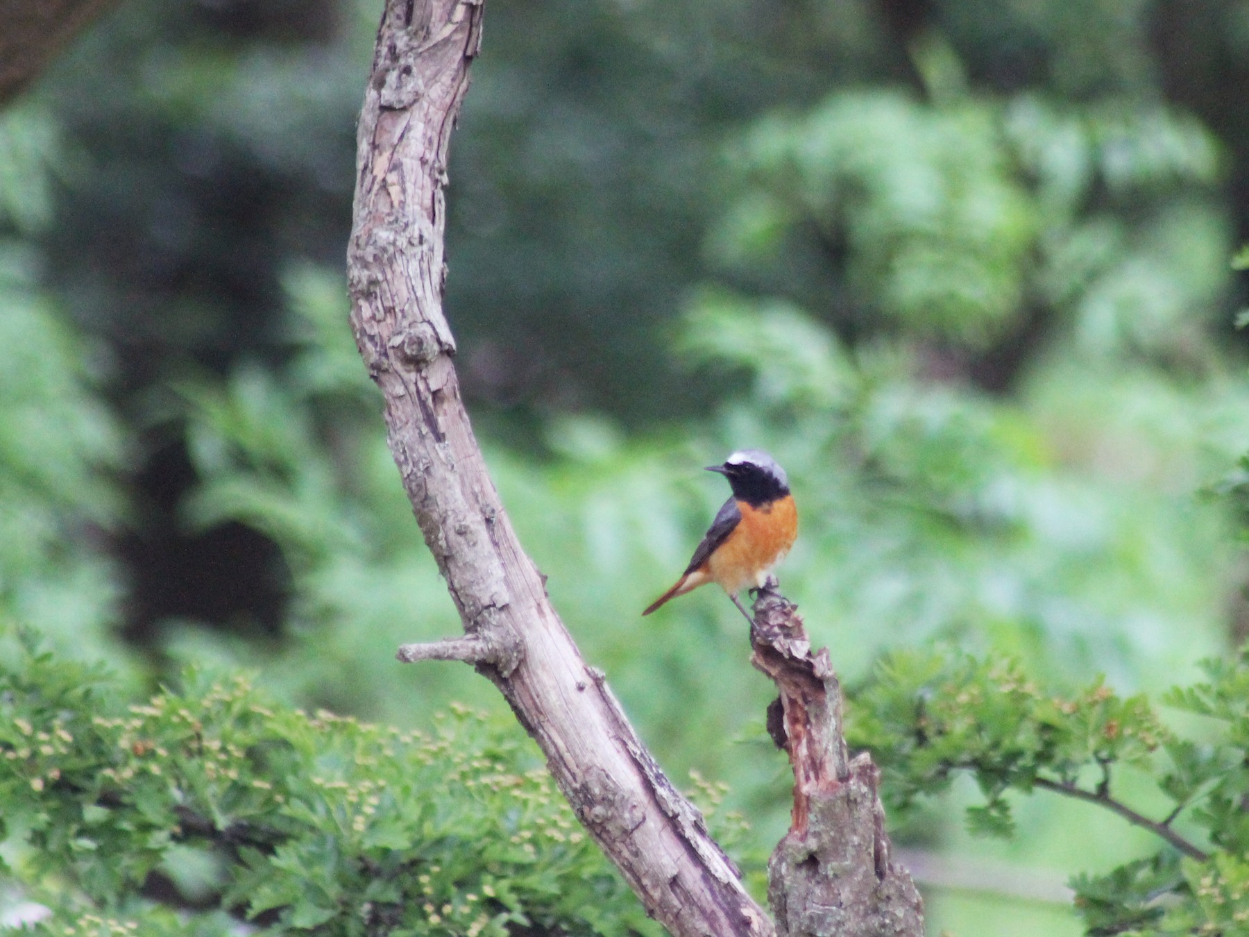Common Redstart - eBird