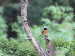 Common Redstart - eBird