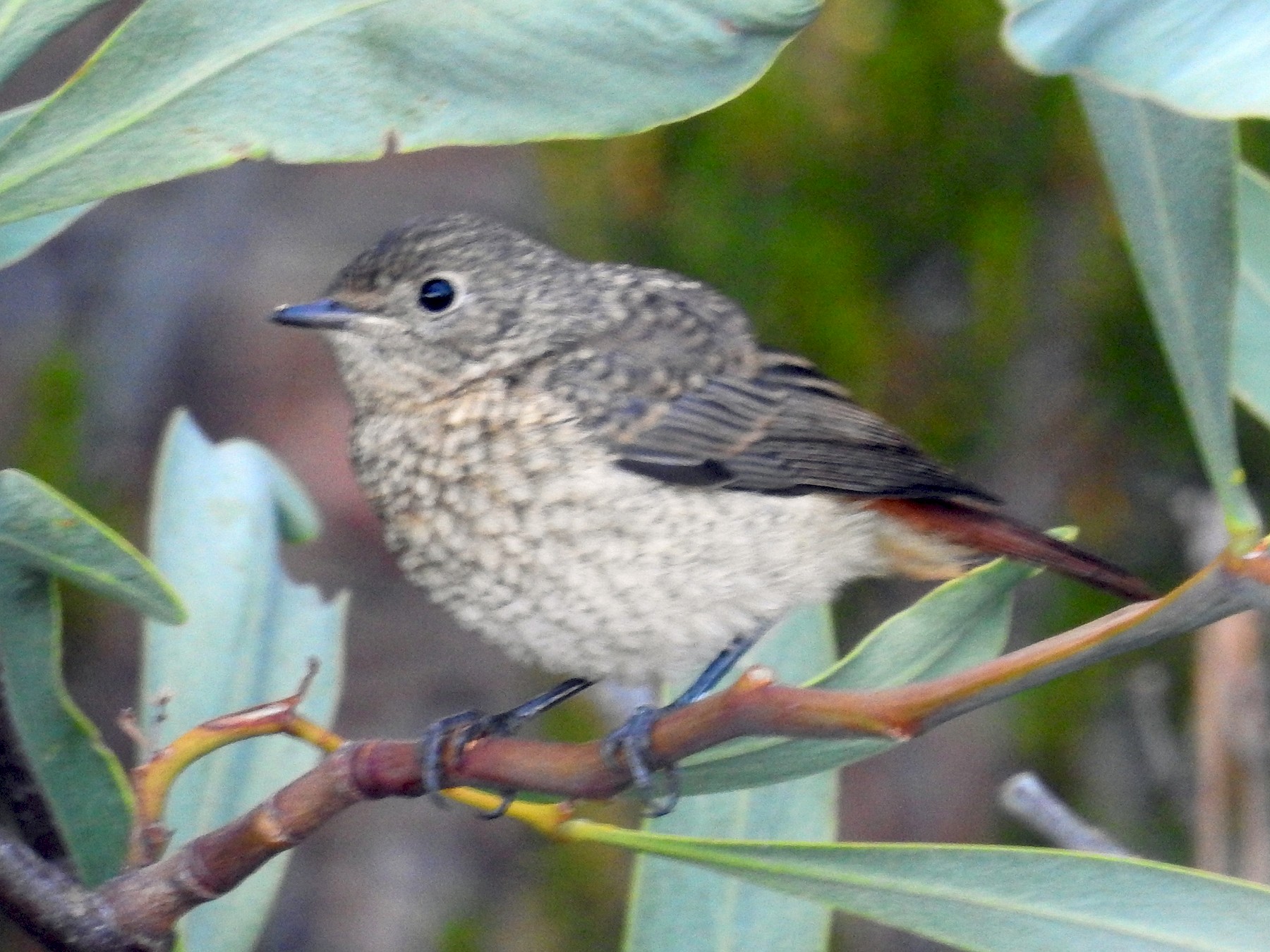 Common Redstart - eBird
