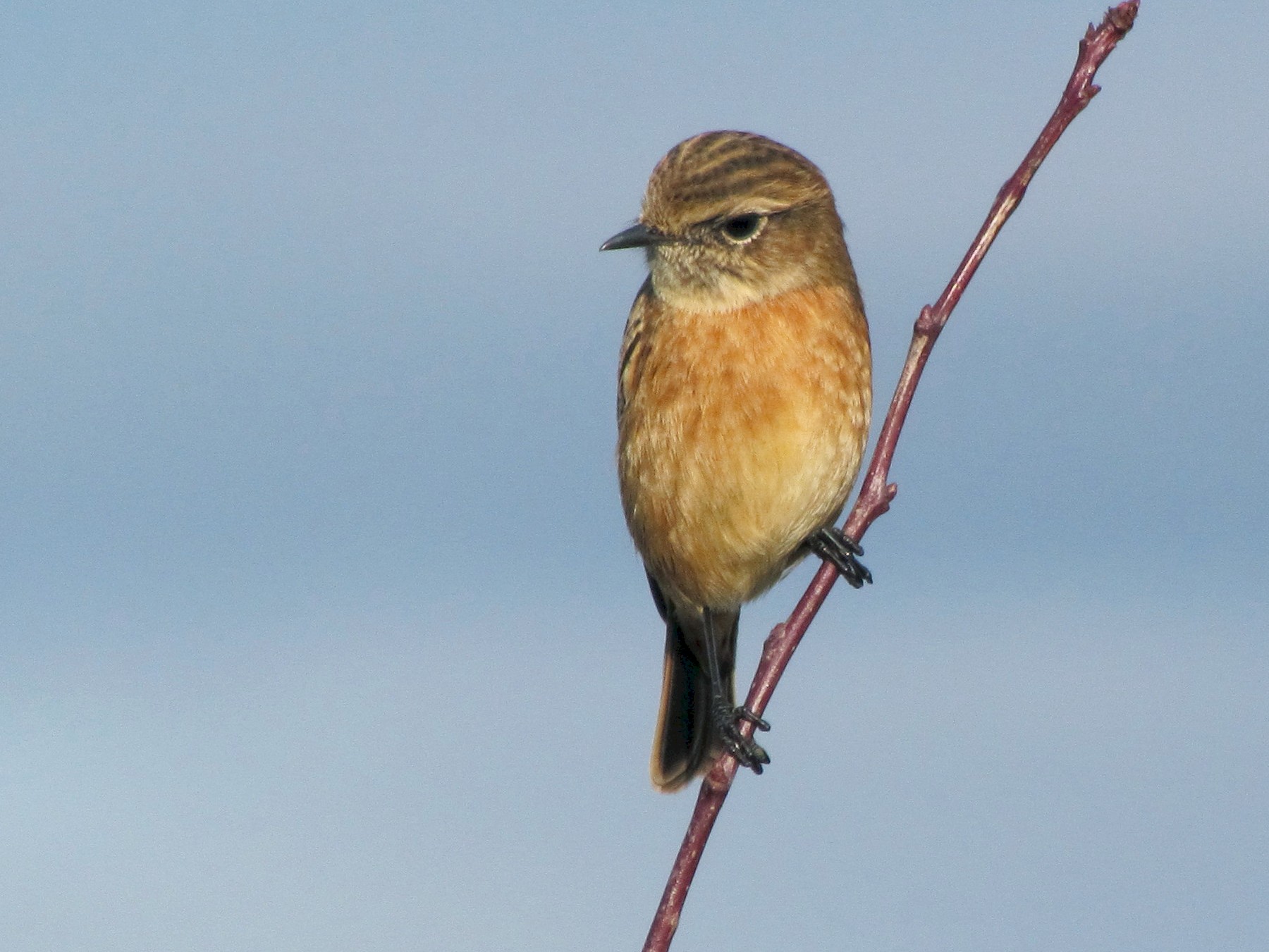 European Stonechat - eBird