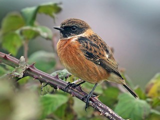 European Stonechat - eBird