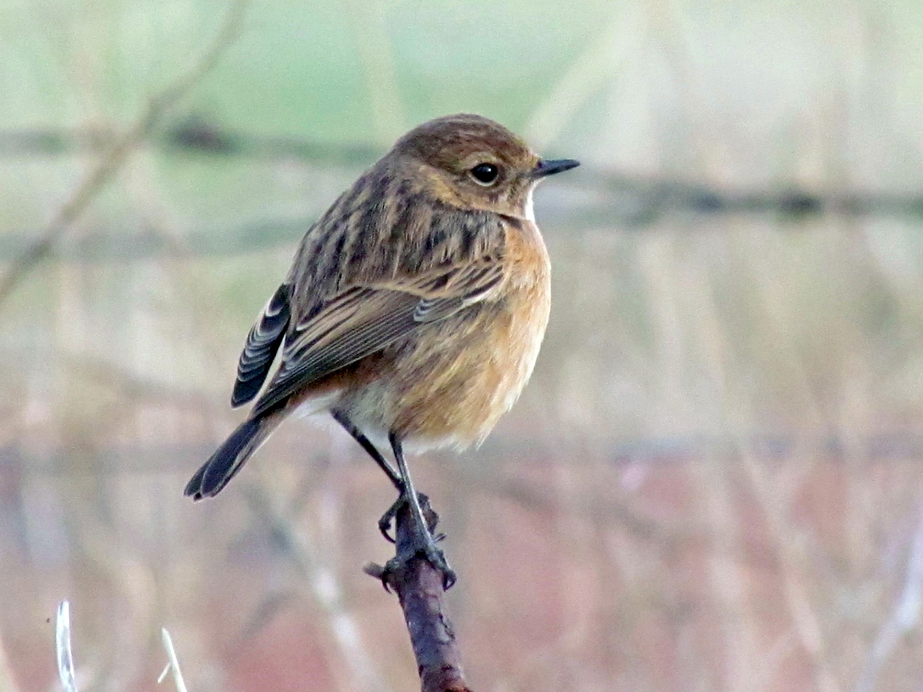European Stonechat - eBird
