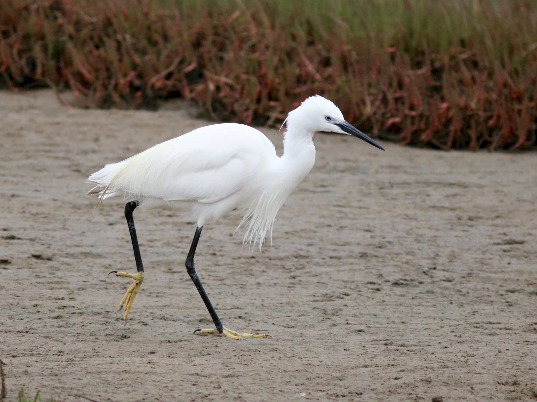 Little Egret - eBird