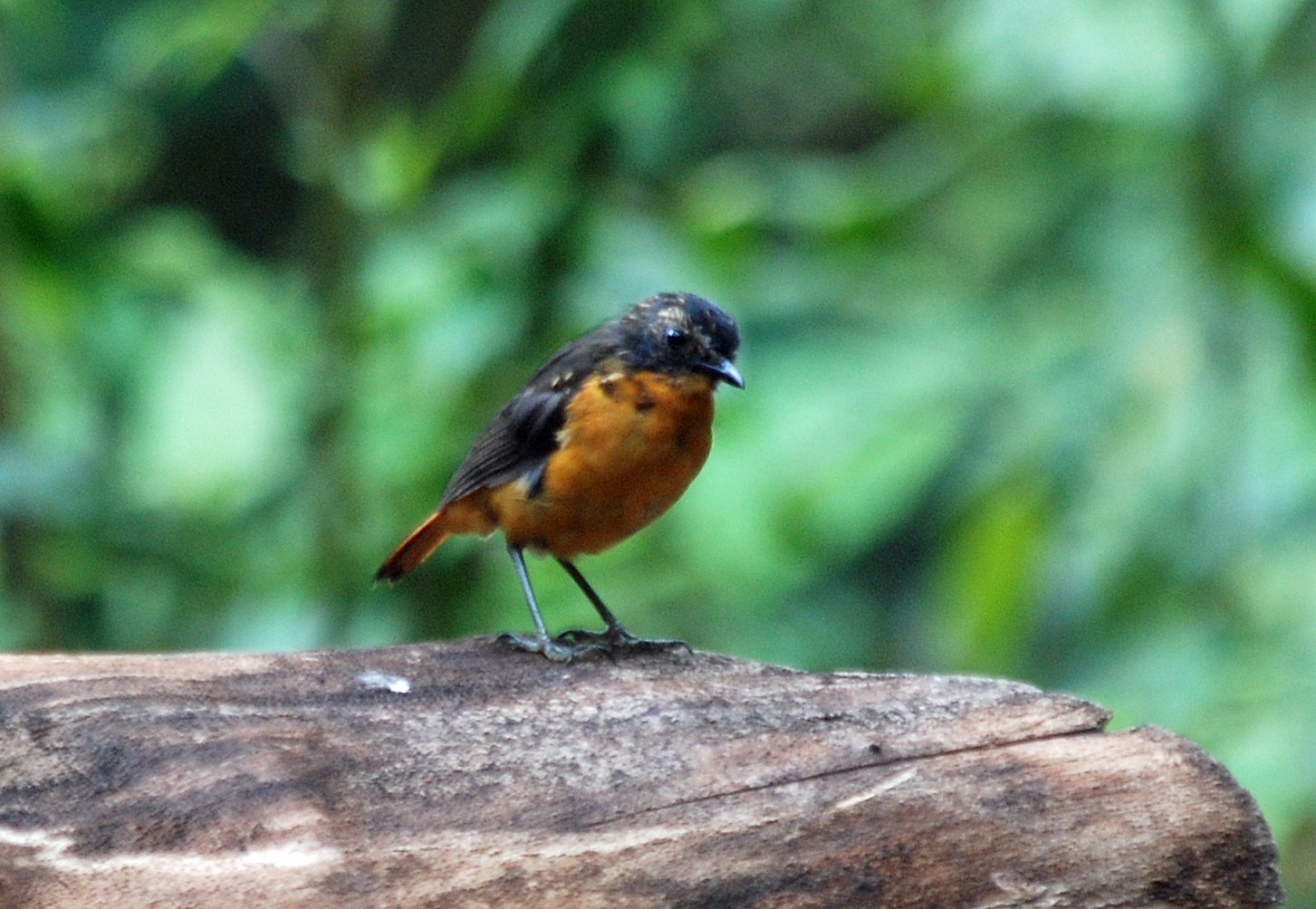 Mountain Robin-Chat - eBird